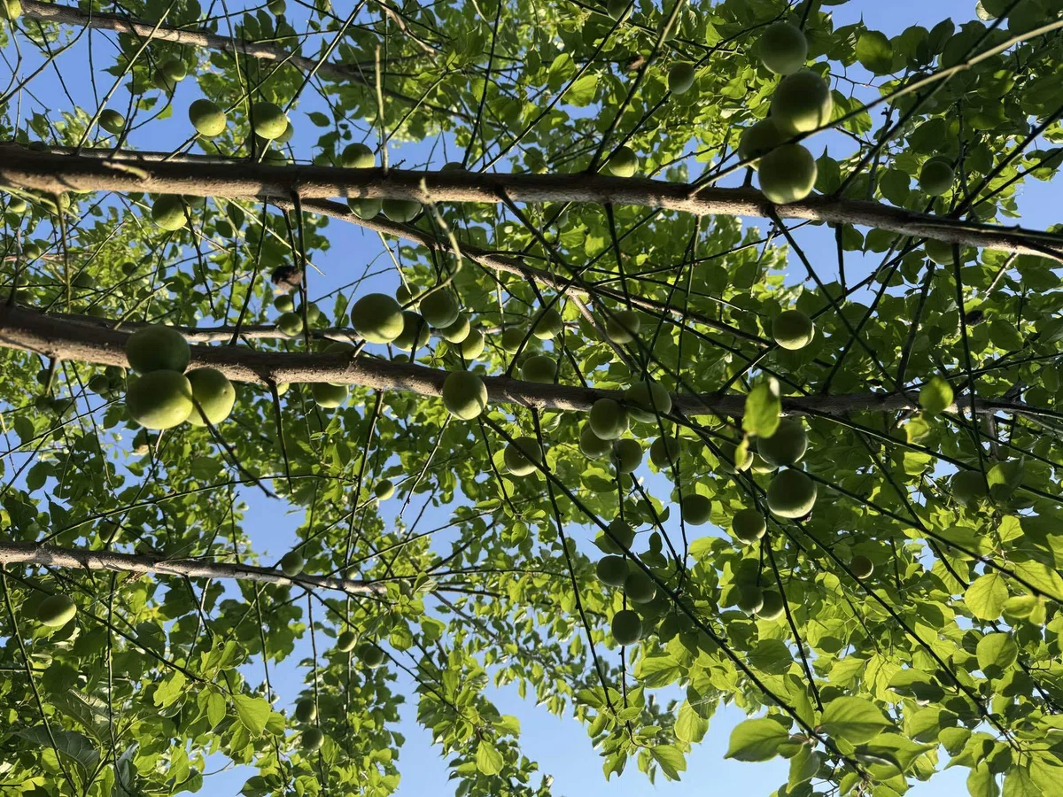 Plum work in the garden is work that creates family memories: A life ...