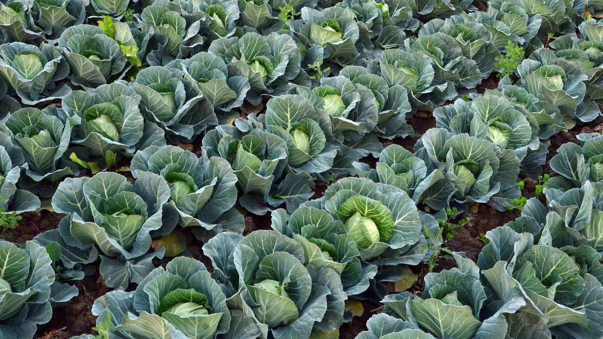 日本食と「ほめる食卓」が家族の心を育てる理由：言葉ひとつで変わる心の栄養｜海の食育.com / 料理研究家 本保圭一郎