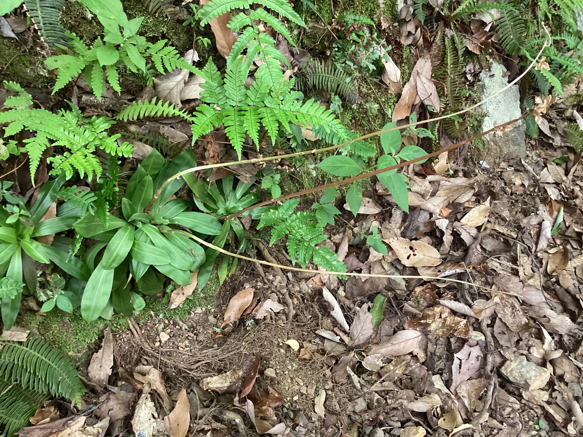 大鉢の大罰｜ひげジイ