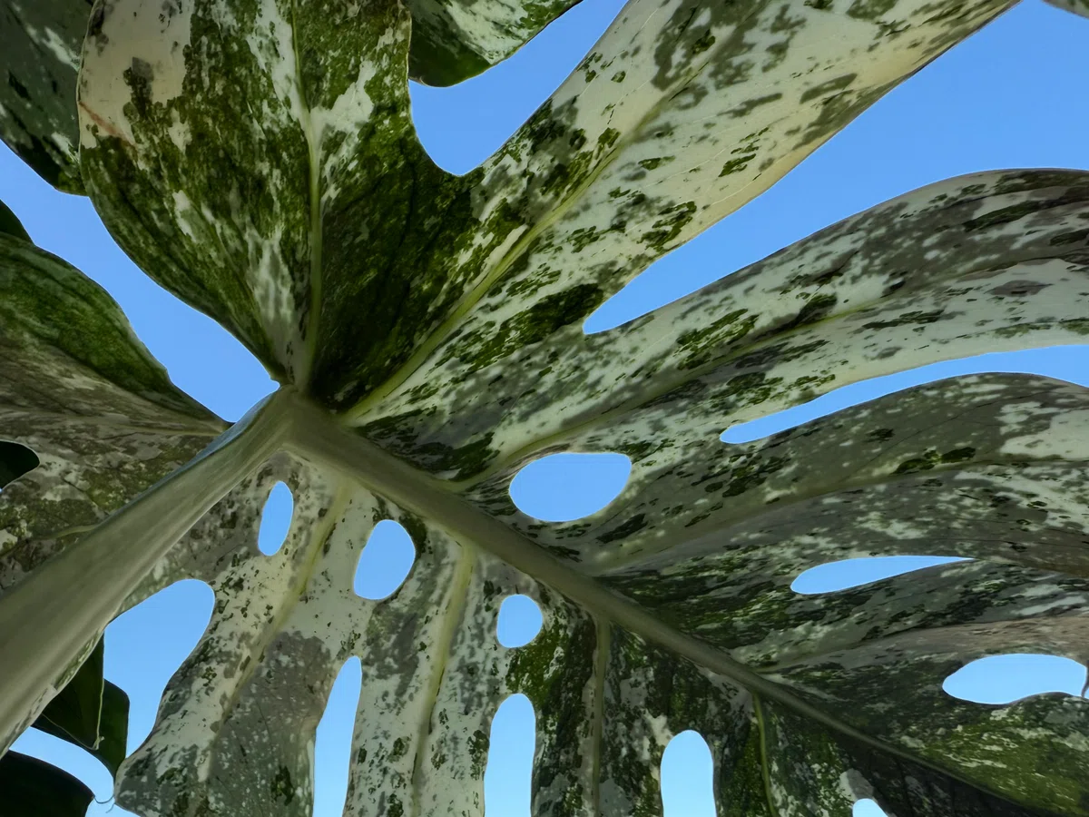 「観葉植物にハマってるけど、これでいいのかな？」と悩むあなたへ｜観葉植物は、道楽である｜Botan｜園芸道楽