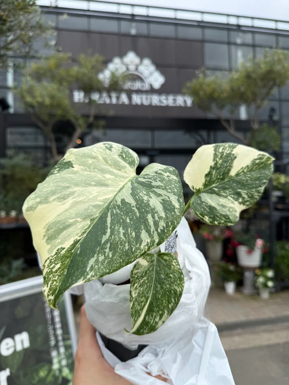 「観葉植物にハマってるけど、これでいいのかな？」と悩むあなたへ｜観葉植物は、道楽である｜Botan｜園芸道楽
