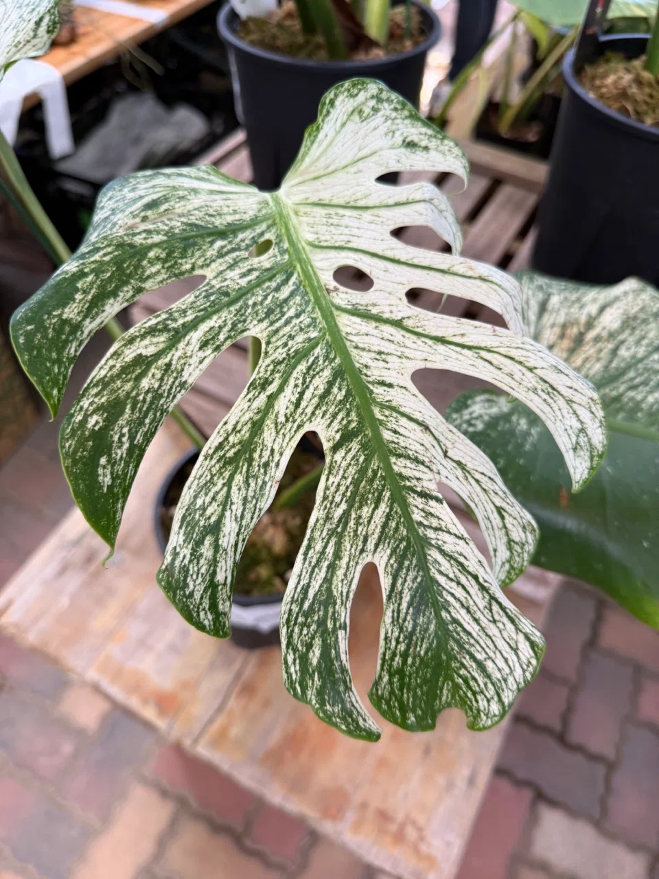 「観葉植物にハマってるけど、これでいいのかな？」と悩むあなたへ｜観葉植物は、道楽である｜Botan｜園芸道楽