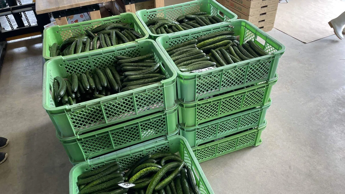 【移住生活3日目】採れたてきゅうり🥒を早速頂きました。おいしさの秘密にせまります。｜AIぶどうゼノ夫婦