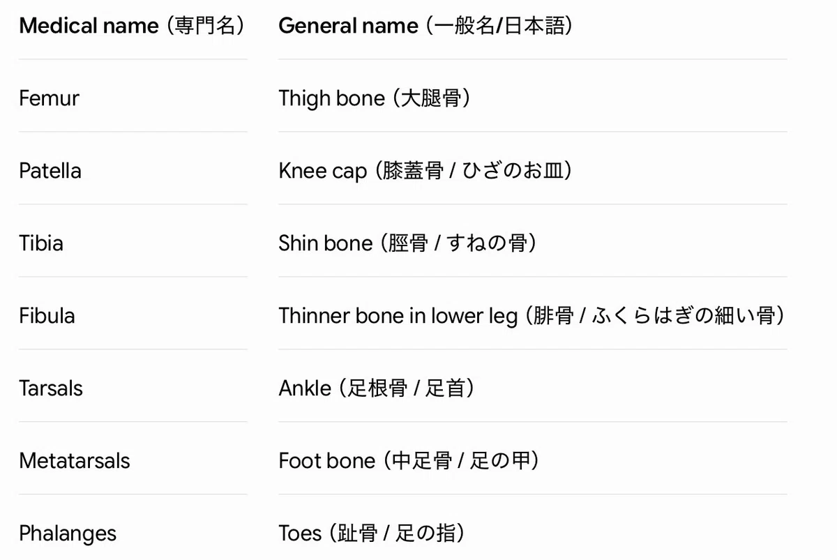 The Skeletal system｜NON