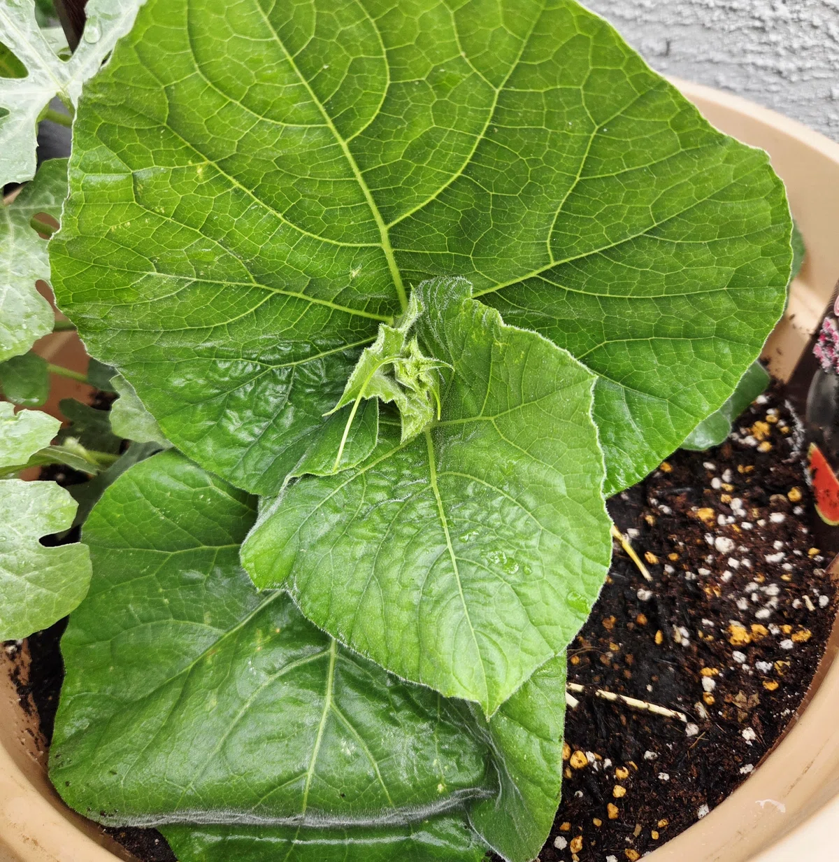 台風対策。スイカの台木からひょうたん。｜Kagaya.plants