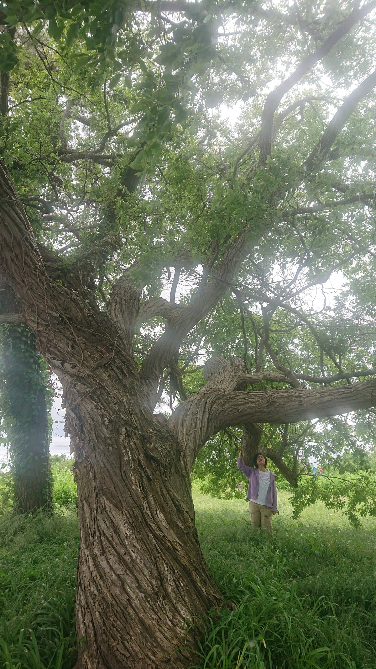 琵琶湖の妖精と愛の世界🧚 大切なパートナーシップの叡智があったよ｜Miwa🌿髪むすひ
