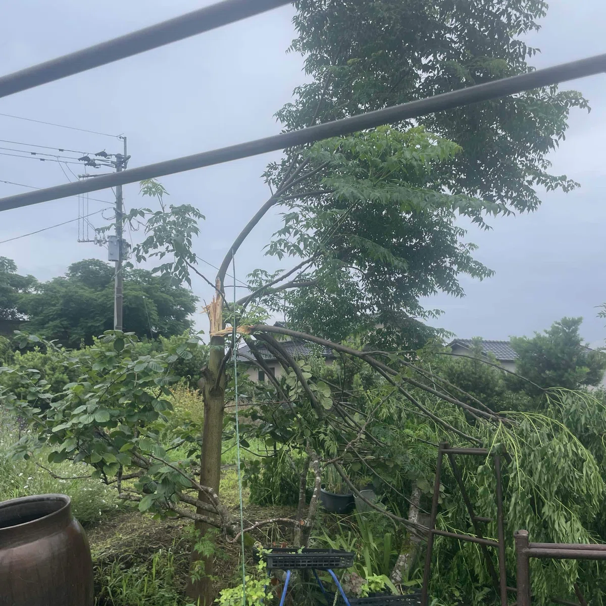台風で木がばっきり折れました｜Happy☆Smile 自然療法アニマルホメオパス