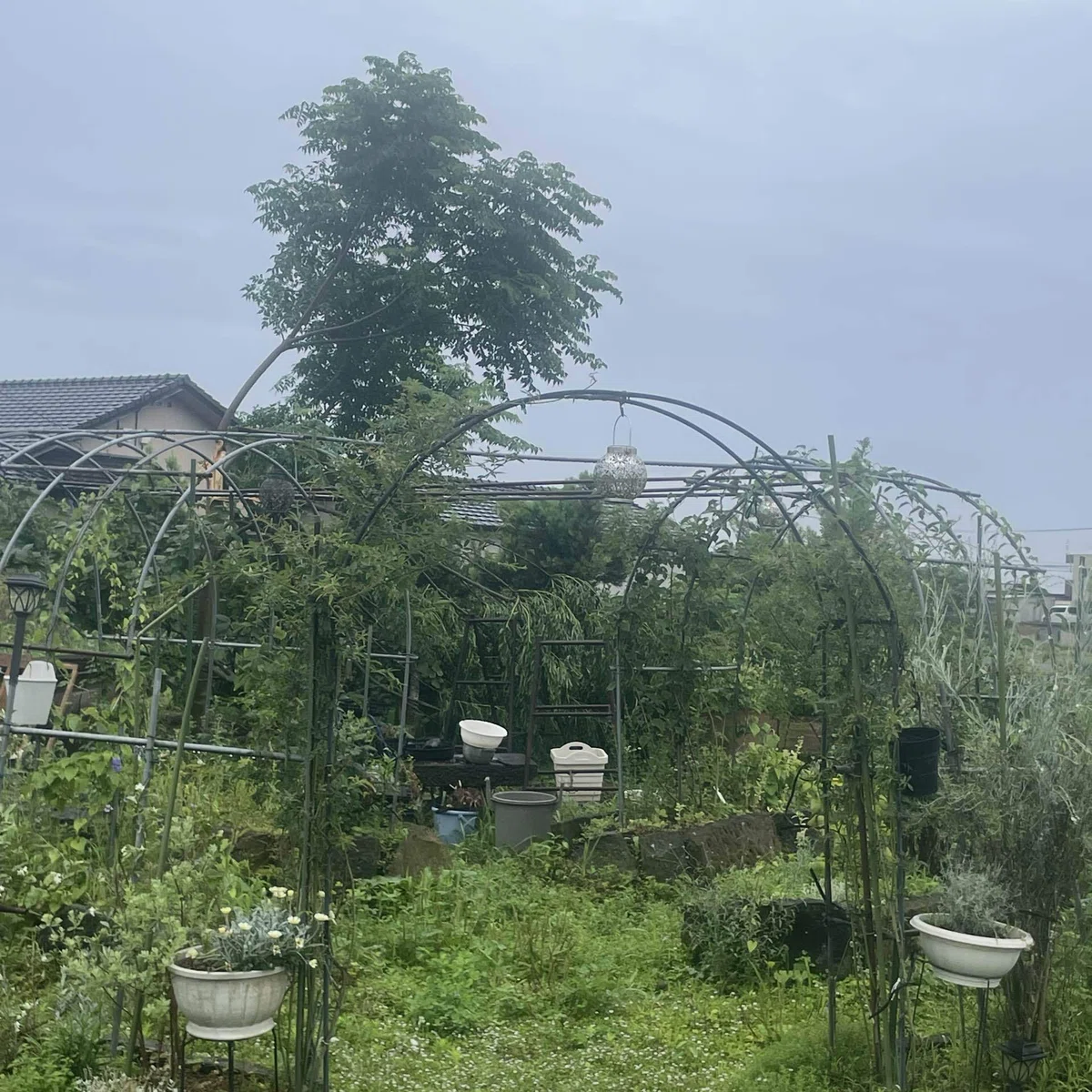 台風で木がばっきり折れました｜Happy☆Smile 自然療法アニマルホメオパス