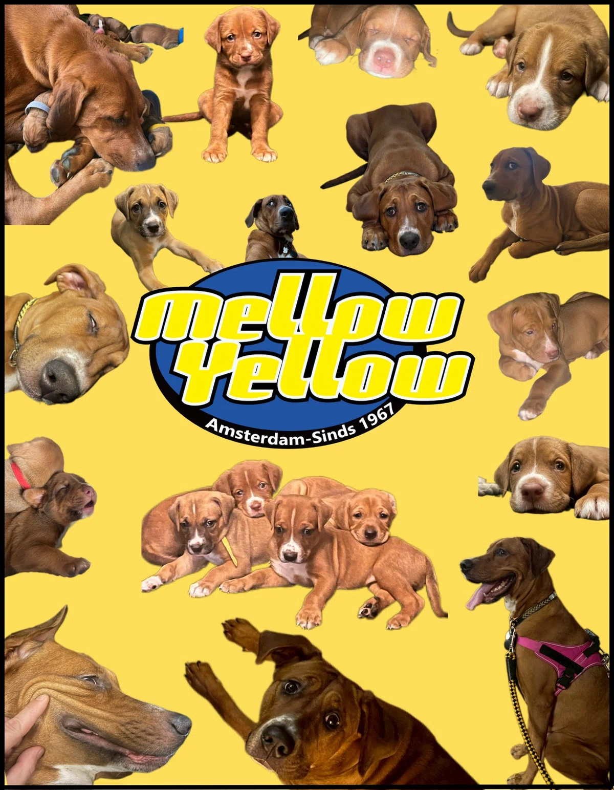 Mellow Family — Seven Homes, Still Connected｜Mellow Yellow
