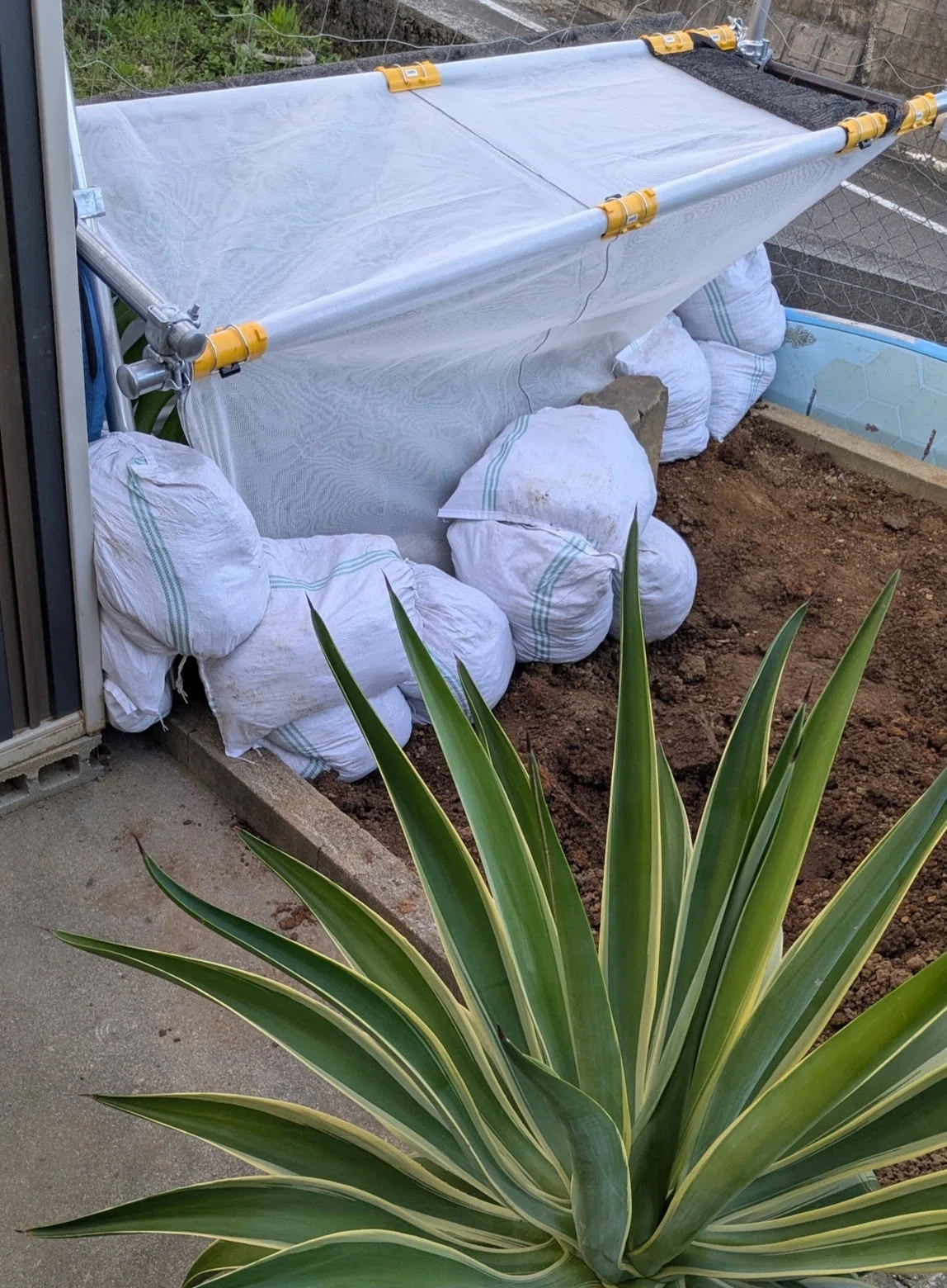 【地植えモンステラ】台風6号「チャンミー」襲来！突貫シェルターで命を繋いだ、小さな菜園の開墾記録｜島風プランツ＠zen（ゼン）