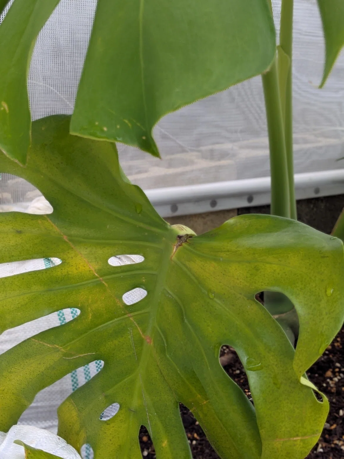 【地植えモンステラ】台風6号「チャンミー」襲来！突貫シェルターで命を繋いだ、小さな菜園の開墾記録｜島風プランツ＠zen（ゼン）