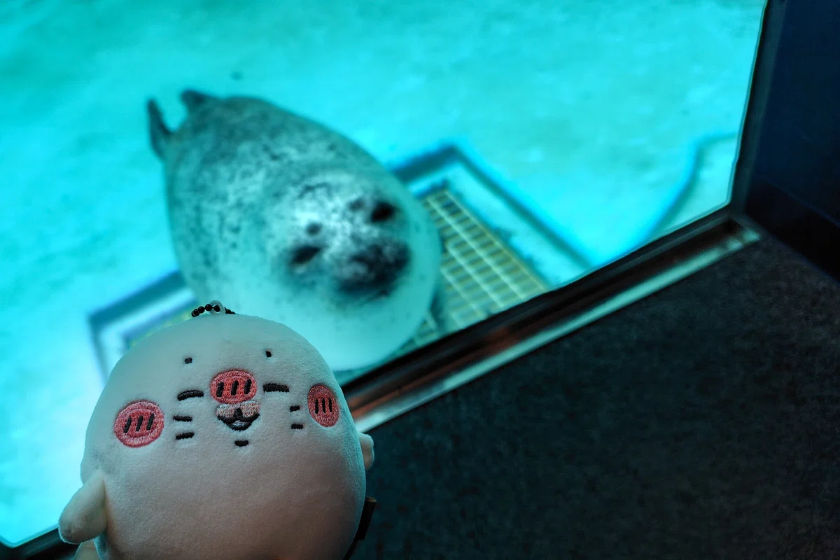 初心者アザラーはぐれ旅。男鹿水族館GAO～あざらしを巡る冒険。｜KOSEI