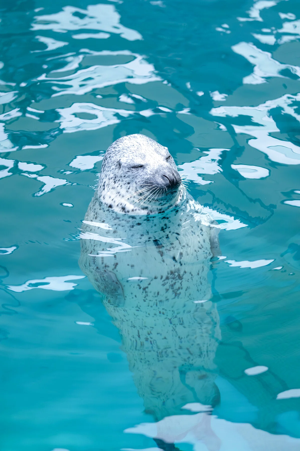 初心者アザラーはぐれ旅。男鹿水族館GAO～あざらしを巡る冒険。｜KOSEI