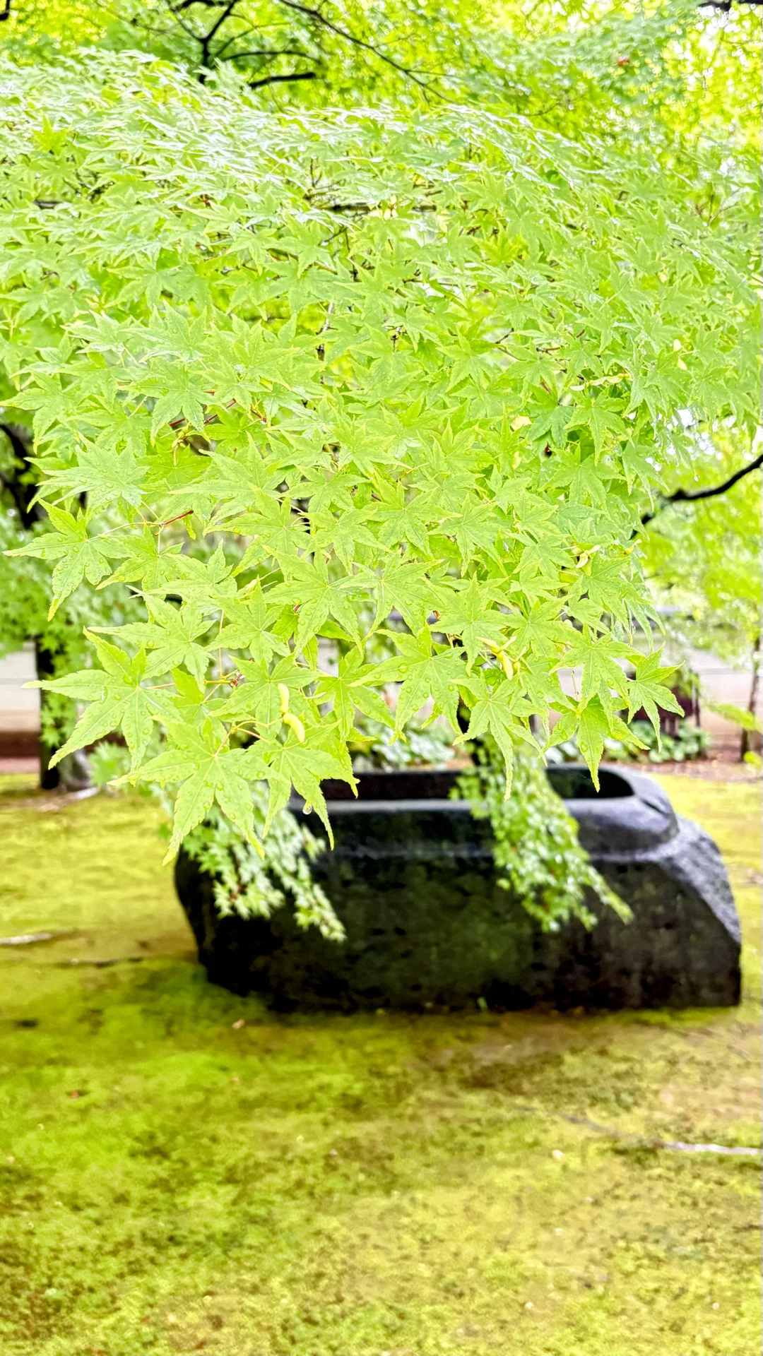 #8562: Walking through Kyoto shrouded in rain, the final chapter—from ...