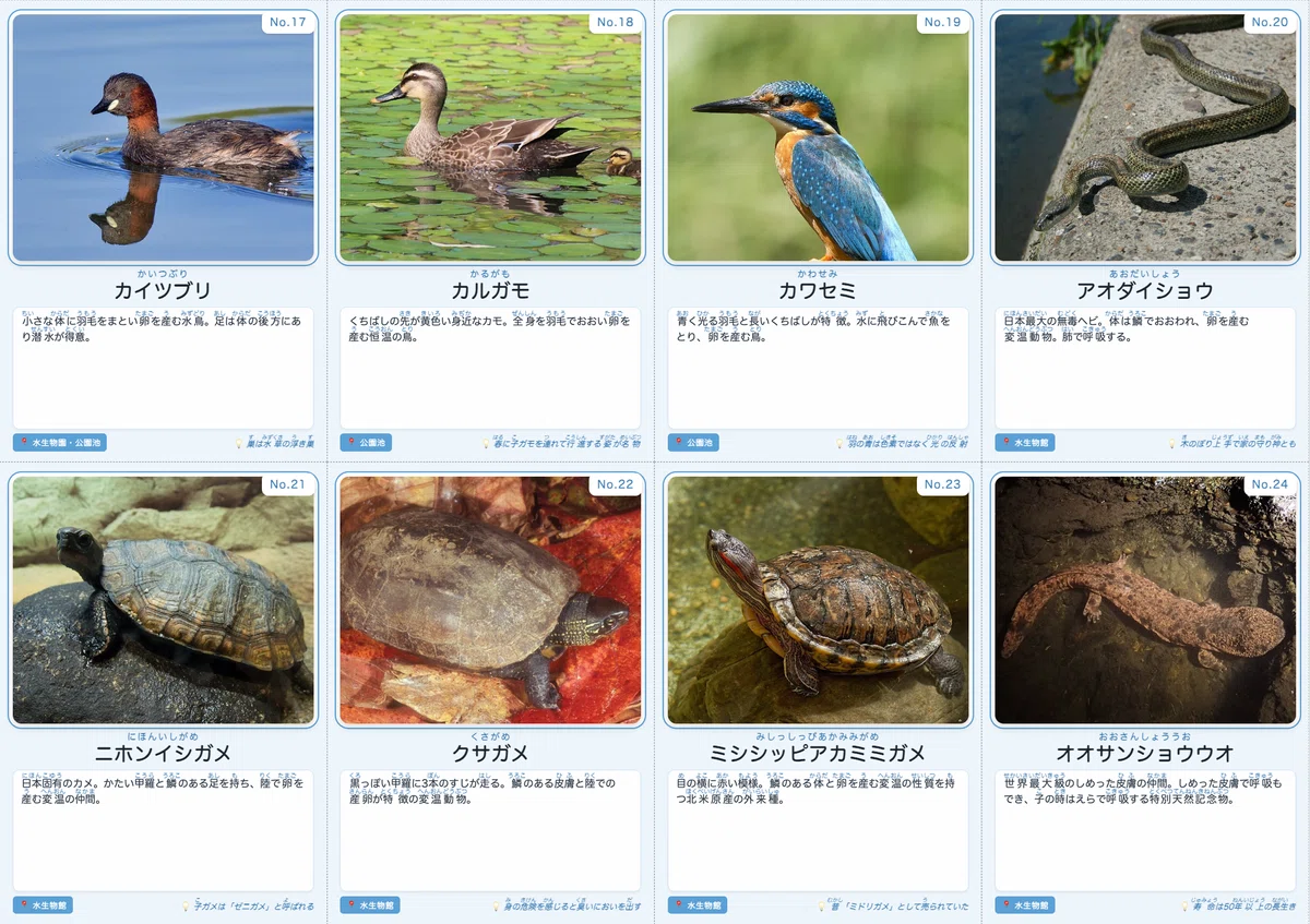 テーマ「生物の仲間分け〜分類をつくる〜」｜ヒロック初等部（HILLOCK Primary School）