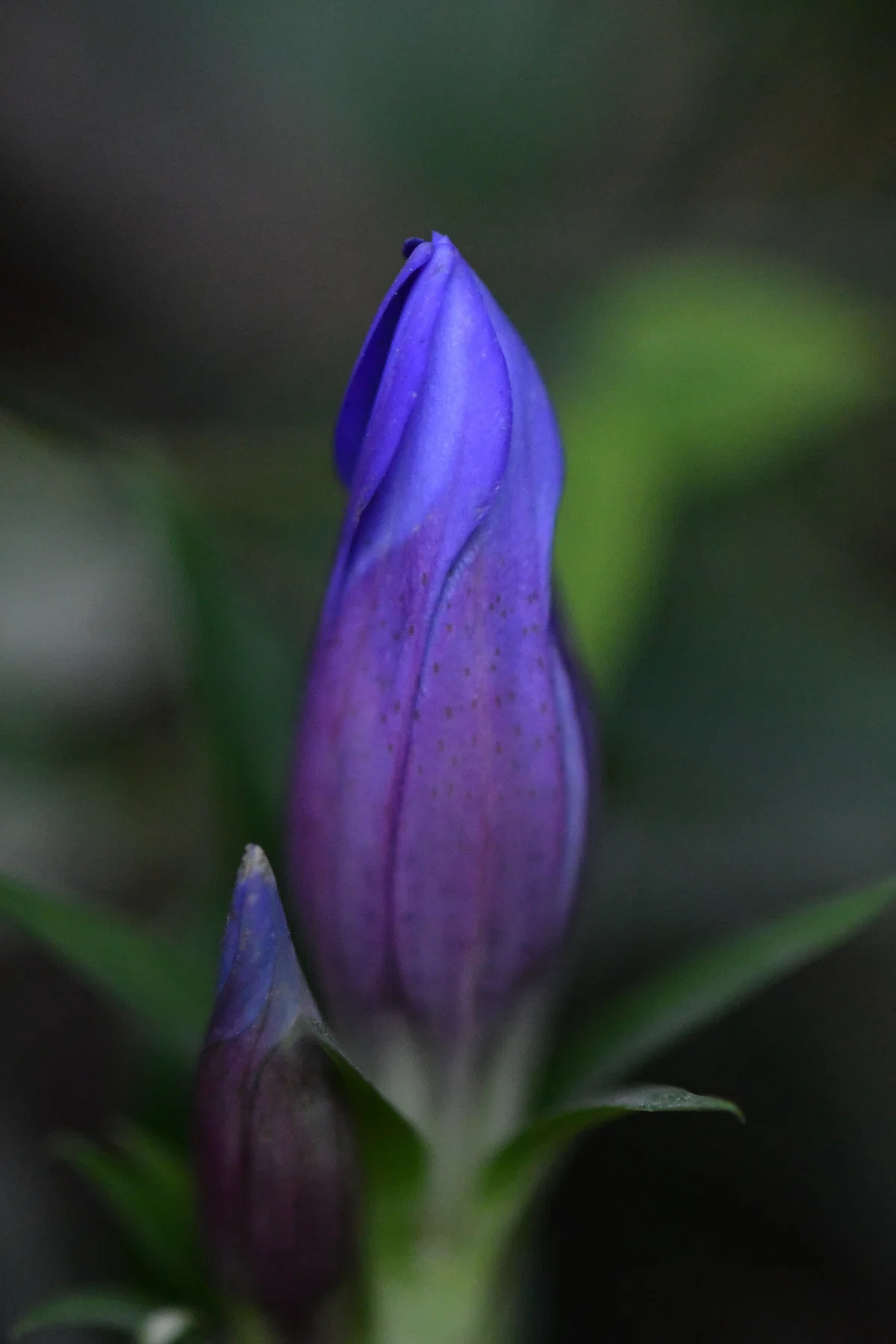 [機材レビュー #02] AI AF Micro Nikkor 105mm F2.8D. 低価格でマクロ撮影を楽しむ｜Nature ...