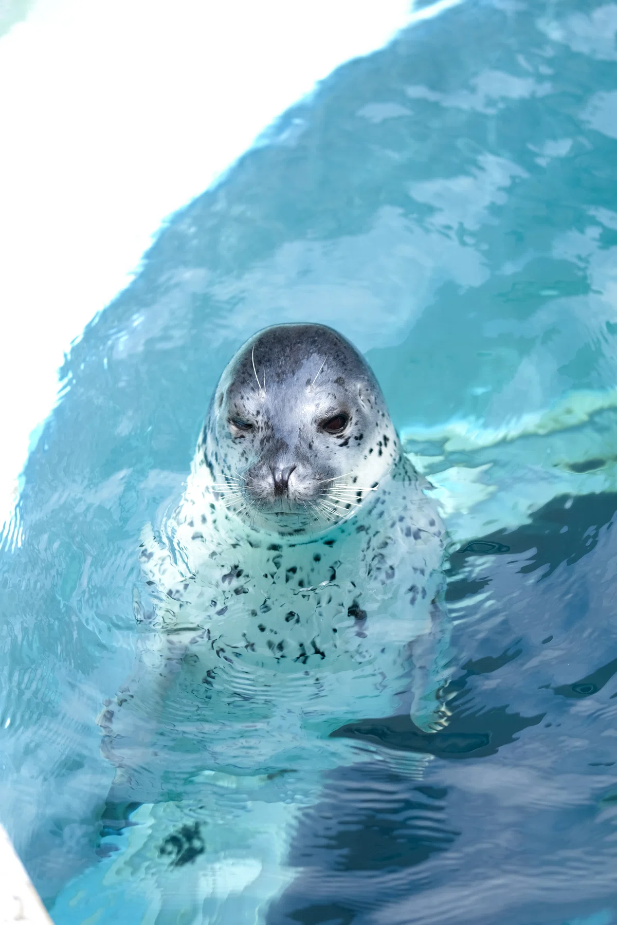 初心者アザラーはぐれ旅。男鹿水族館GAO～あざらしを巡る冒険。｜KOSEI