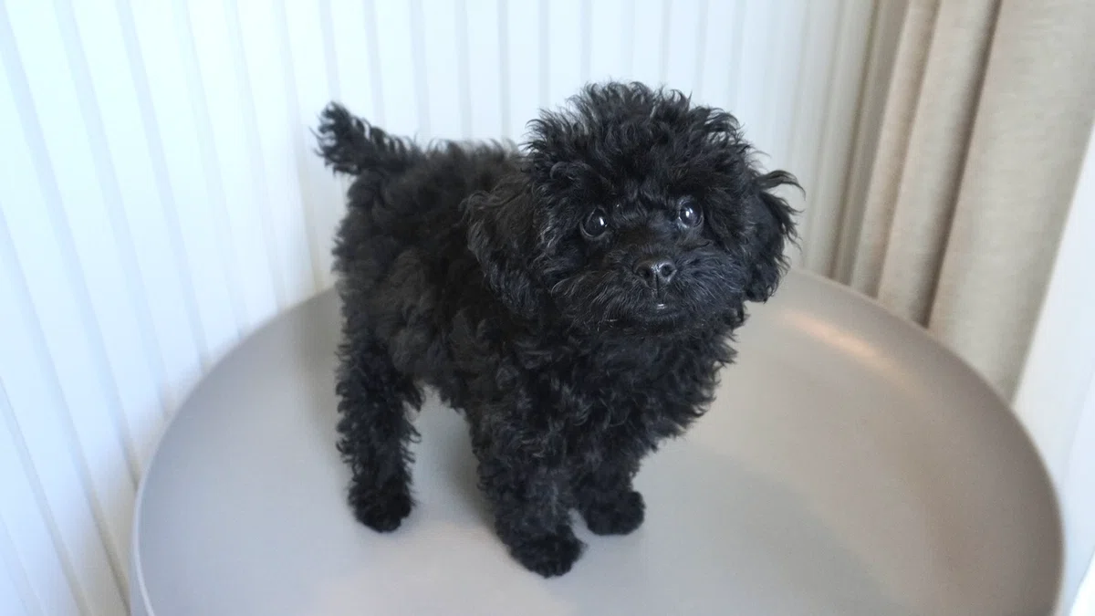 The Complete Guide to Training Your Toy Poodle: Everything a Dual ...