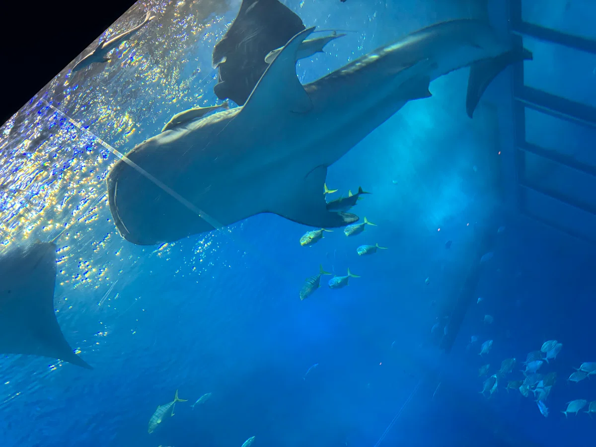 Two Aquariums in Okinawa: Seeing the Sea at Churaumi, Meeting Creatures ...