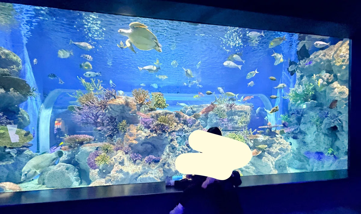 Two Aquariums in Okinawa: Seeing the Sea at Churaumi, Meeting Creatures ...