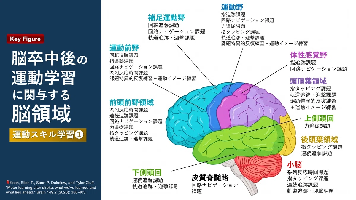 Brain regions associated with motor learning after stroke｜Super Human ...