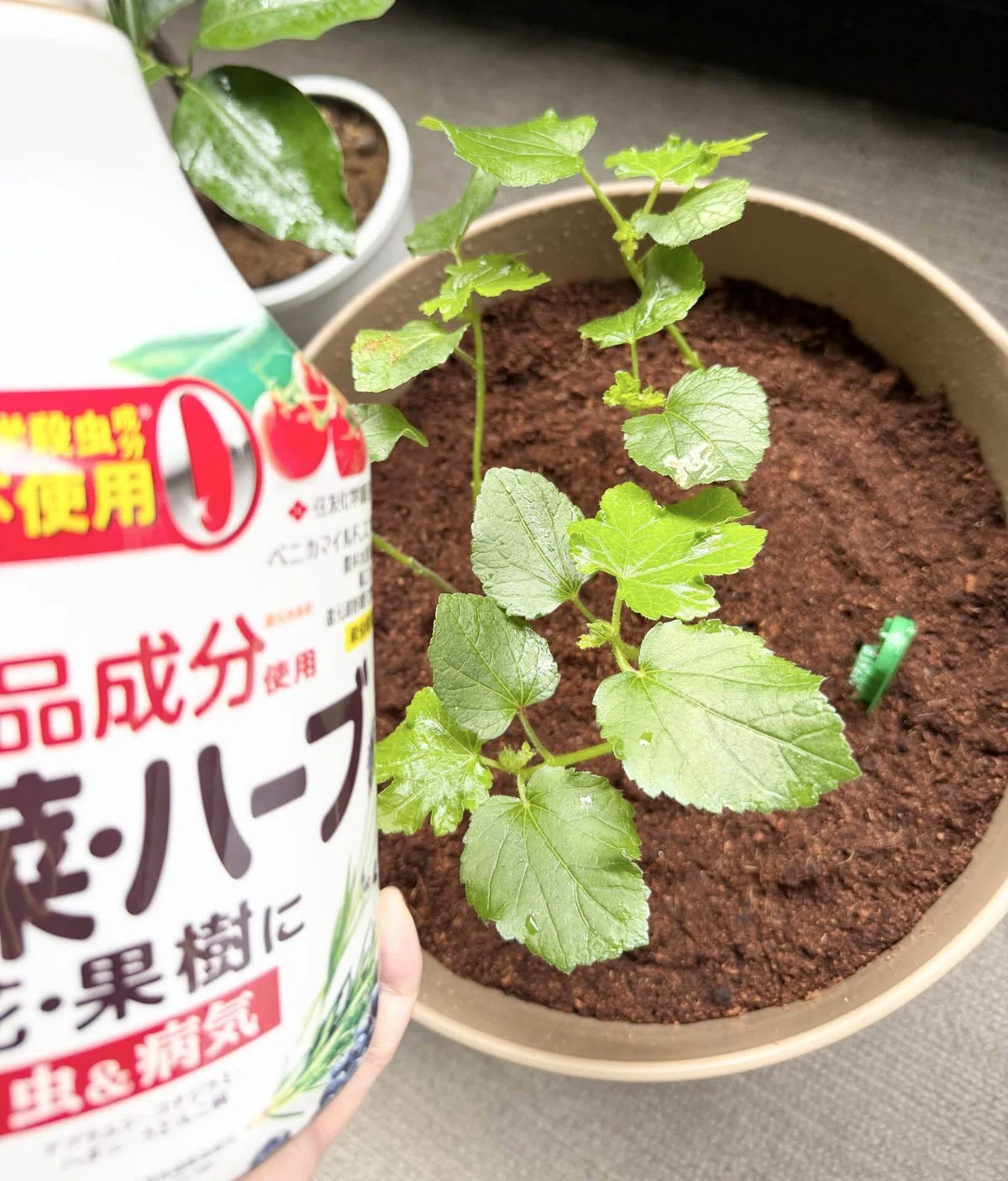 【東京ベランダ菜園】関東梅雨入りとアブラムシ再び…｜東京ベランダ菜園「ムーさま日記」