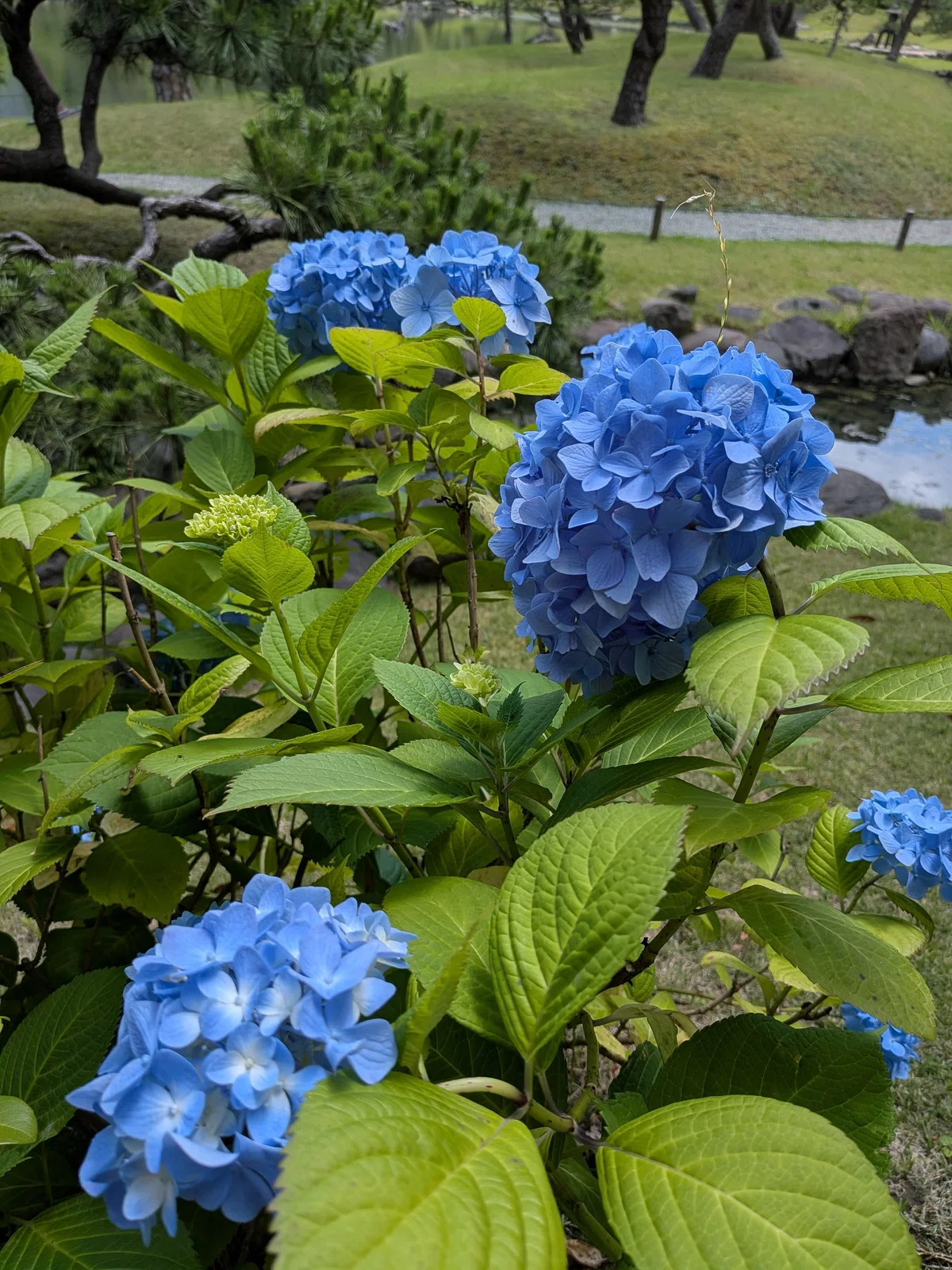 旧芝離宮恩賜庭園の紫陽花｜shigeru