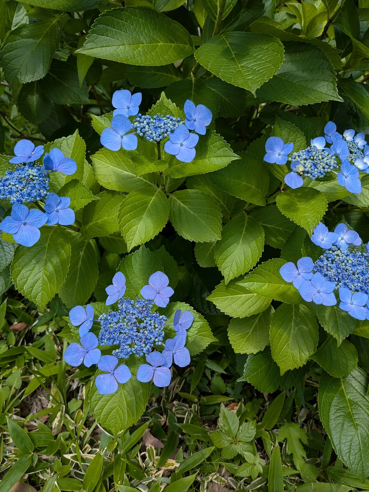 旧芝離宮恩賜庭園の紫陽花｜shigeru