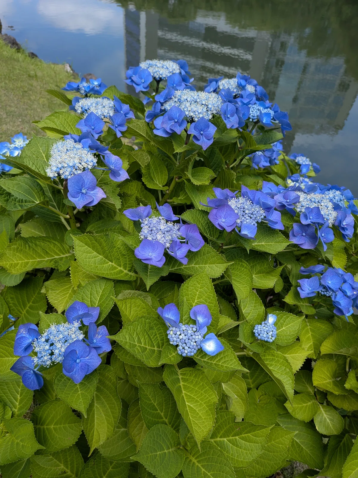 旧芝離宮恩賜庭園の紫陽花｜shigeru