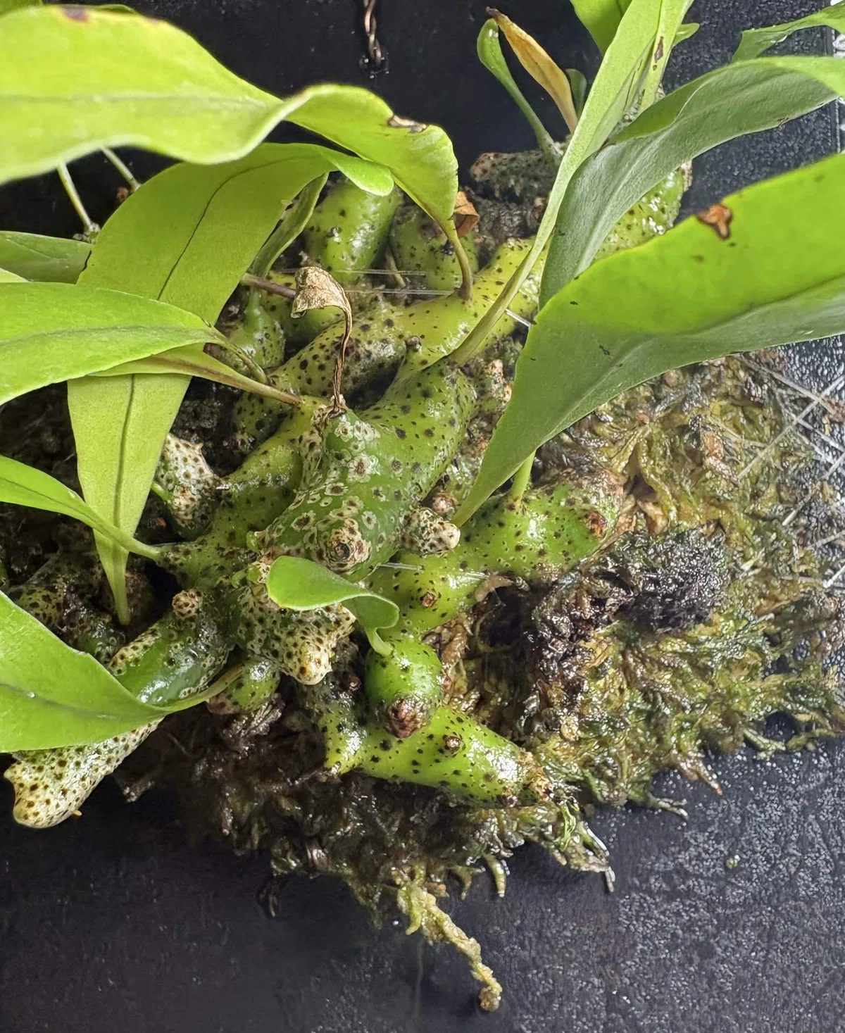 Extra Edition | Sori have formed on Lecanopteris sinuosa｜Pupラボ