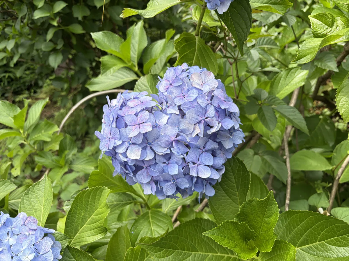 全力で拒否する犬と紫陽花｜shouko