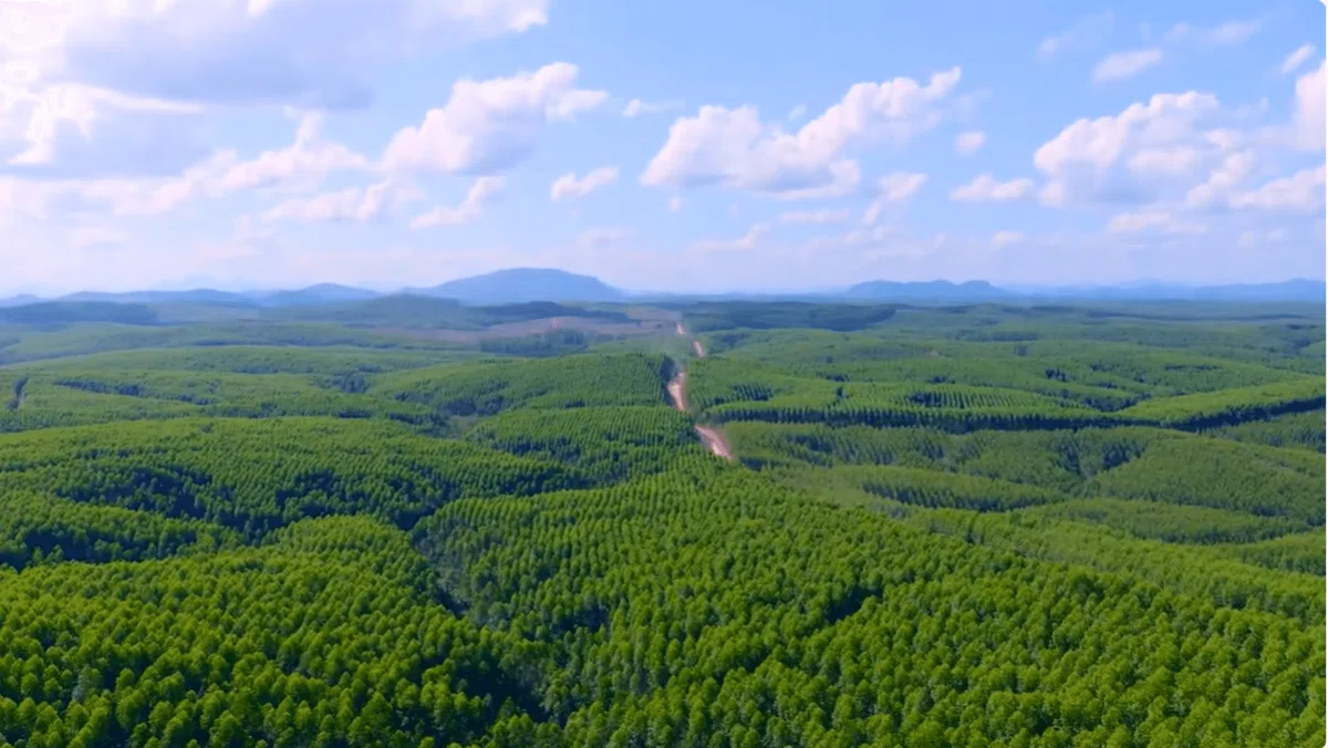 Nurturing Forests in Kalimantan, Indonesia｜From Oji Around the World ...
