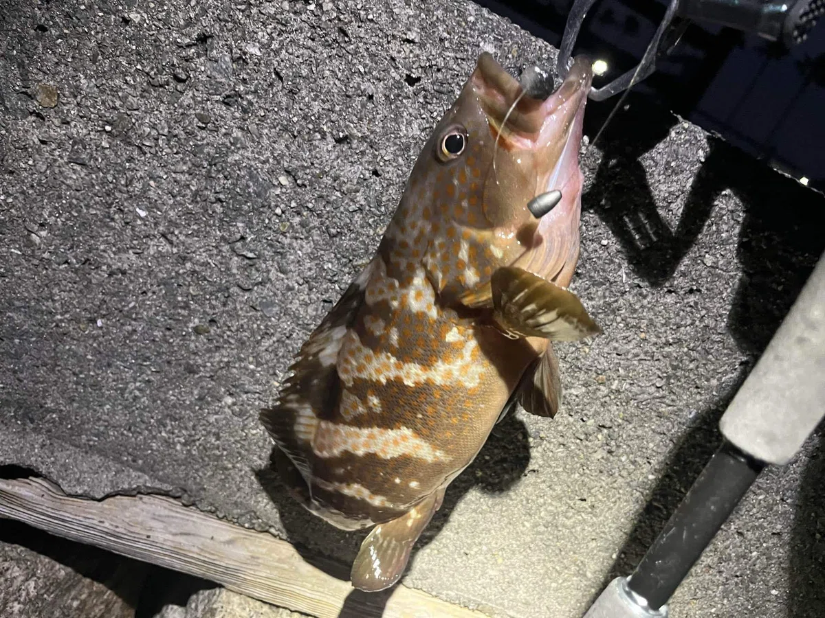 シャローポイントで｜ag.fishing