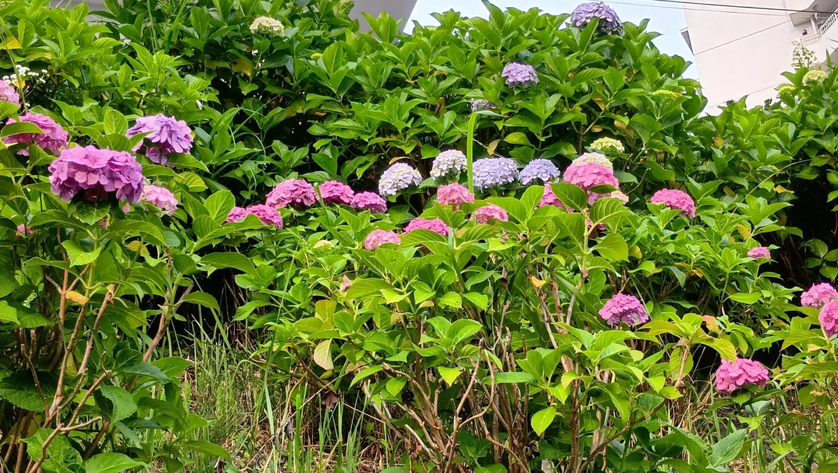 朝散歩〜紫陽花探し｜くま吉くま太