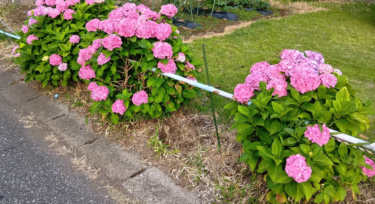 朝散歩〜紫陽花探し｜くま吉くま太