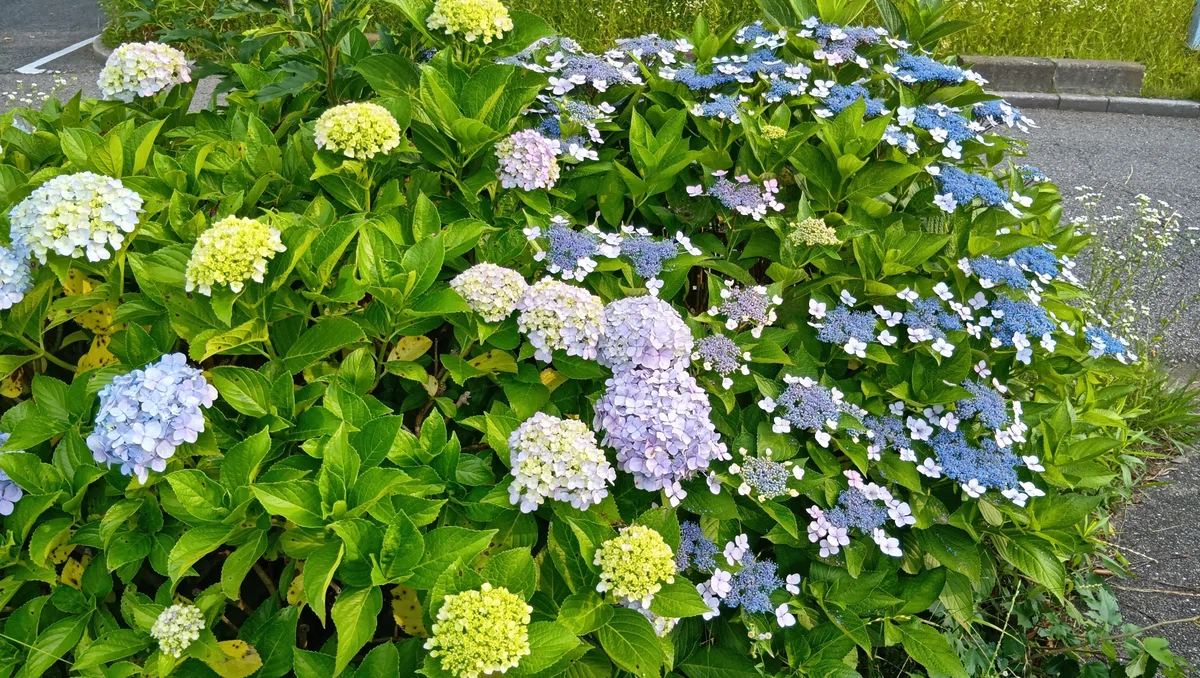 朝散歩〜紫陽花探し｜くま吉くま太