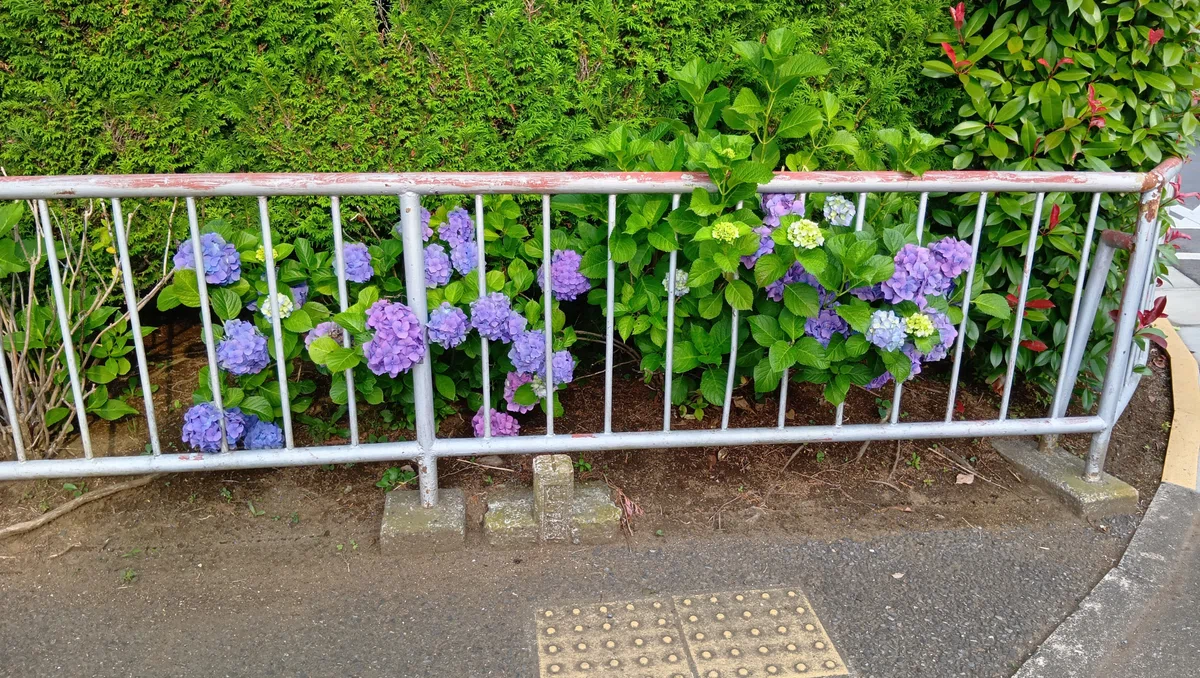朝散歩〜紫陽花探し｜くま吉くま太
