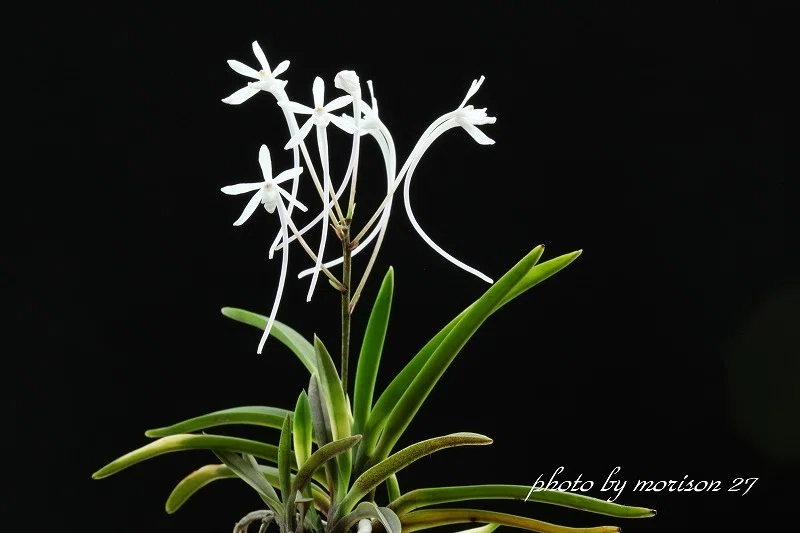 富貴蘭「火 影」の花(過去の画像倉庫から)｜KJ Morison