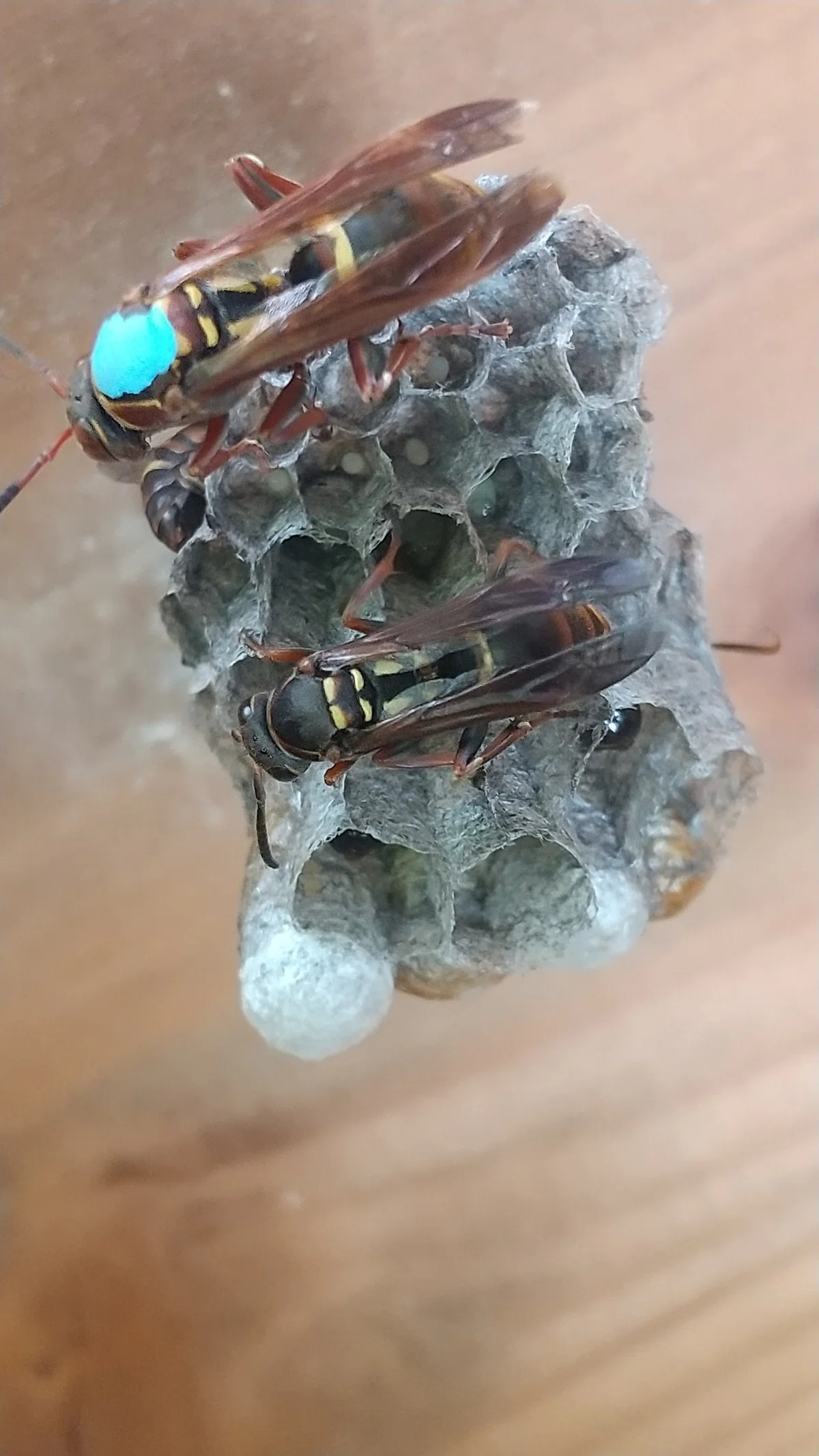 2026年6月15日 ☁️☀️🌤️☁️｜wasp's daily life