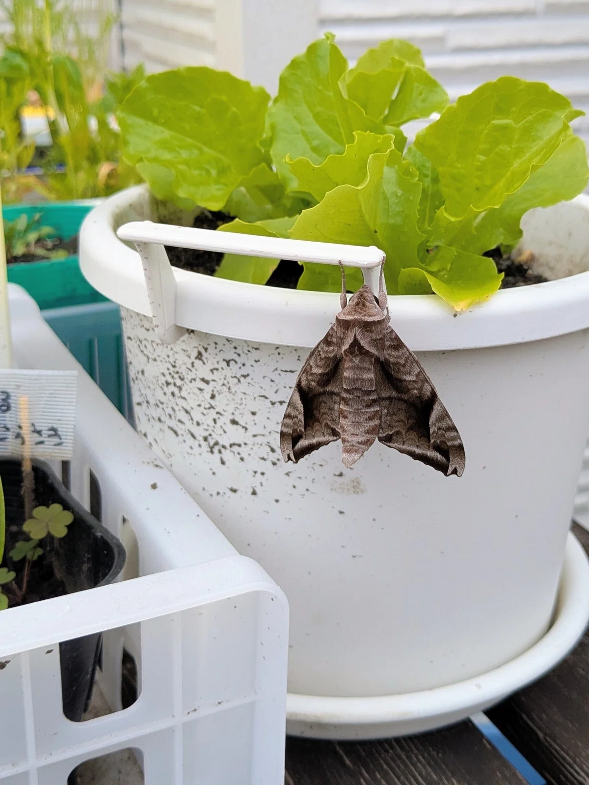 【閲覧注意】プランターに止まっていたスズメガ｜函館一畳半家庭菜園備忘録