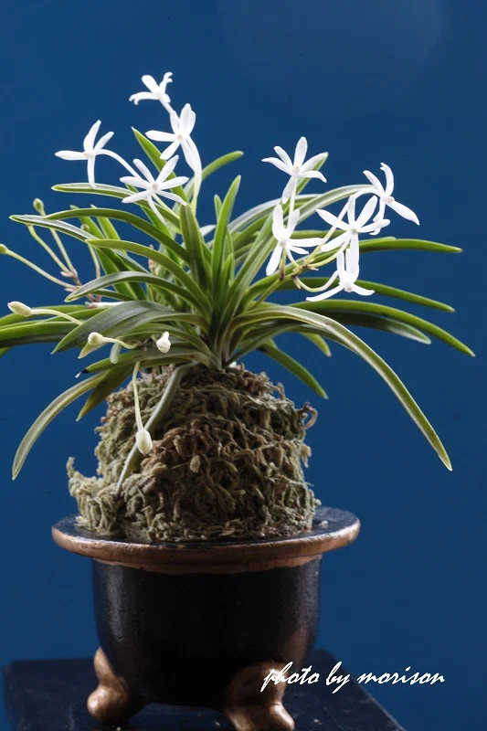 富貴蘭「星 車」の花（過去の画像倉庫から）｜KJ Morison