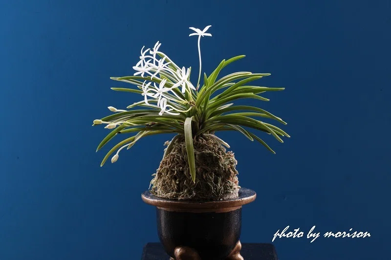 富貴蘭「星 車」の花（過去の画像倉庫から）｜KJ Morison