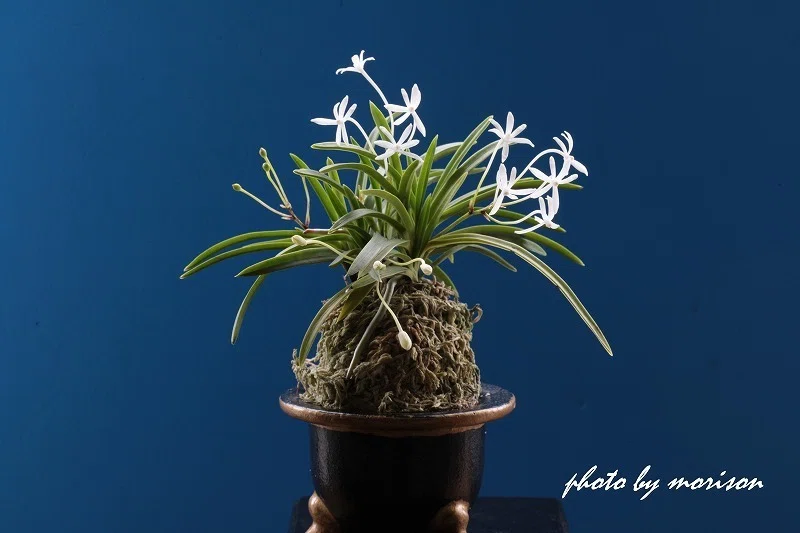 富貴蘭「星 車」の花（過去の画像倉庫から）｜KJ Morison
