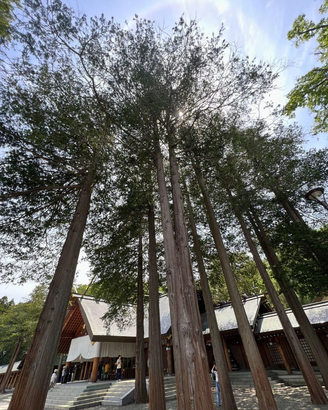 【札幌での驚き】街の近くの原始林｜北海道神宮と円山公園を歩く｜nao_yos_mic