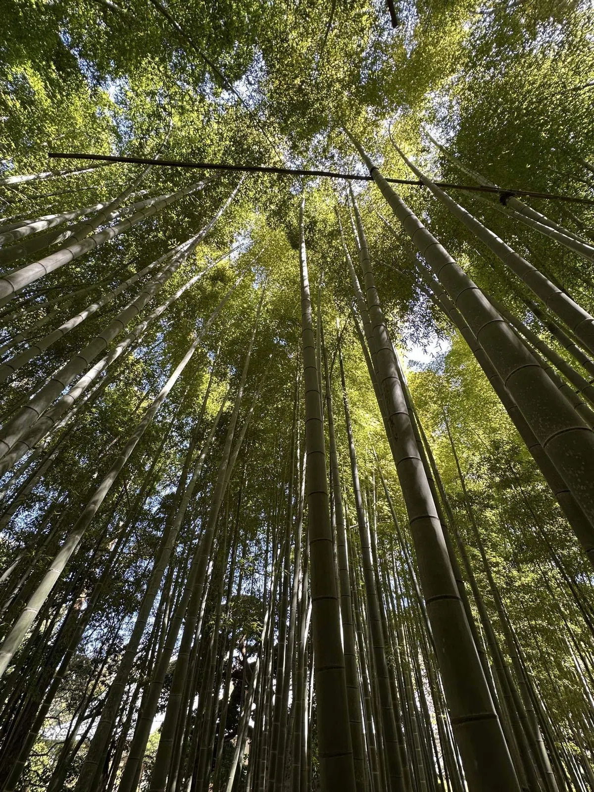 海鳴りのあとで｜第四話 桜のトンネル｜文月