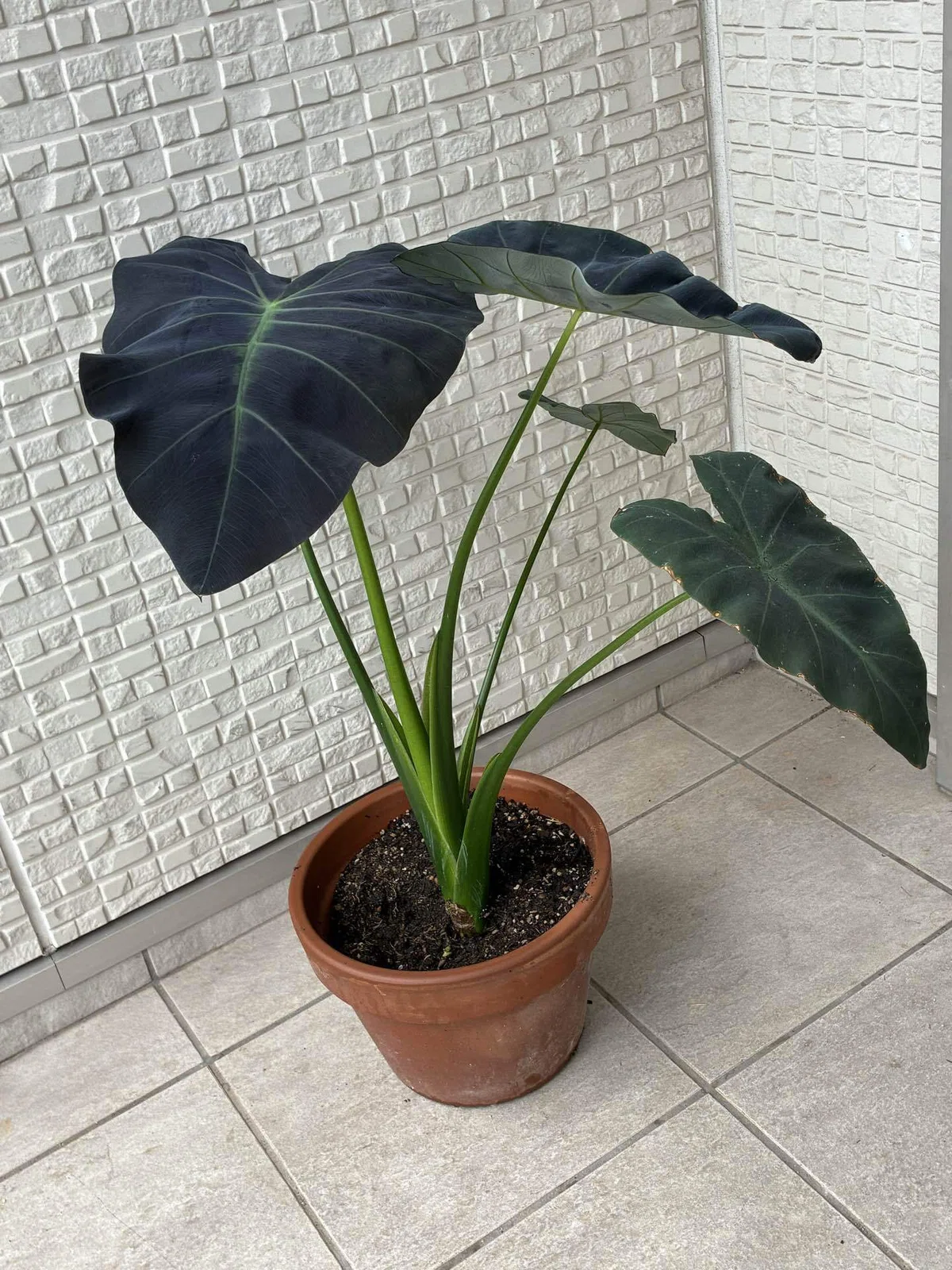 鉢上げをした｜momo