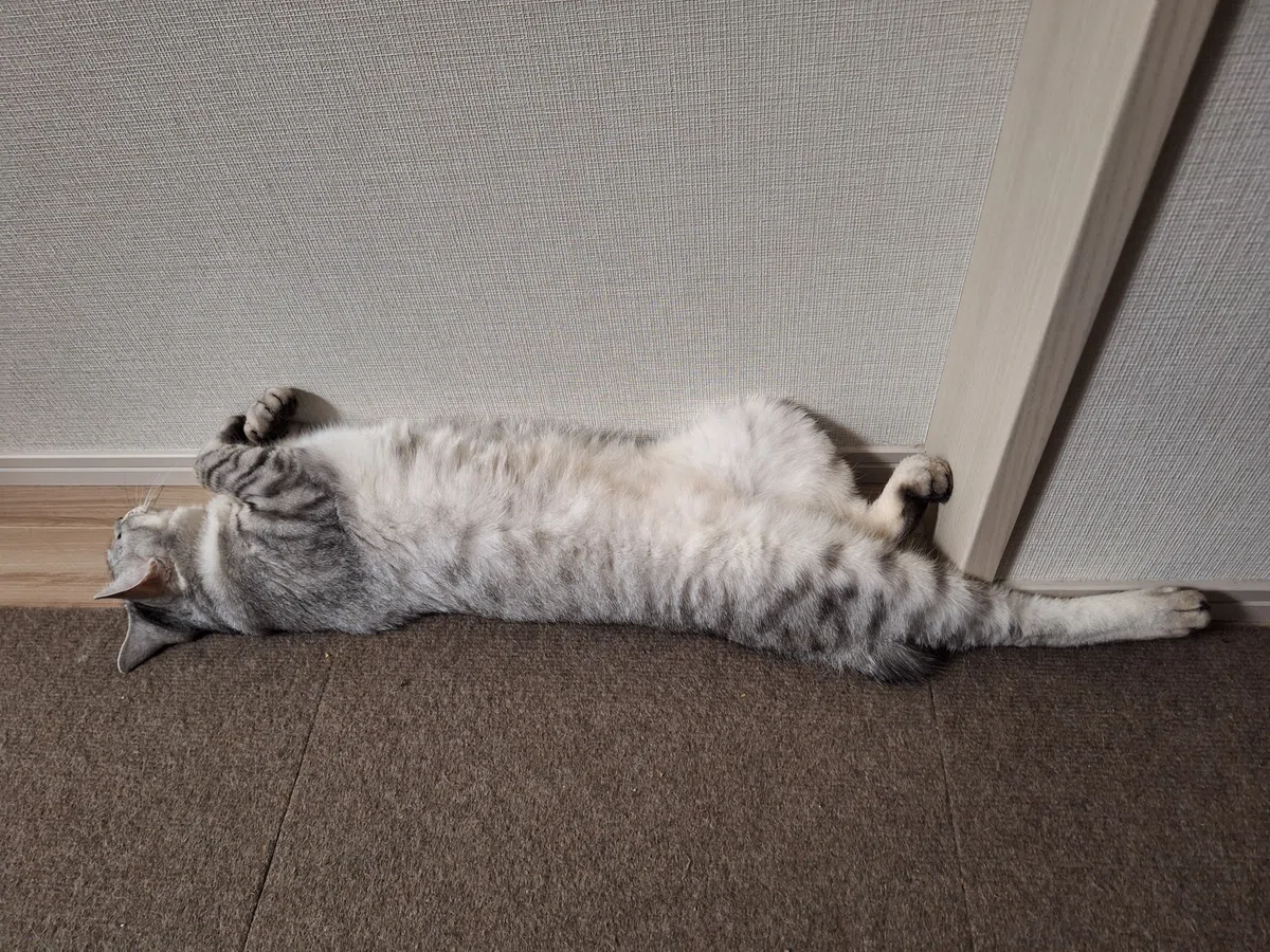 🐾The Captain of Our Home Security🚨｜あめねこ丨ねこ愛強めのねこ初心者