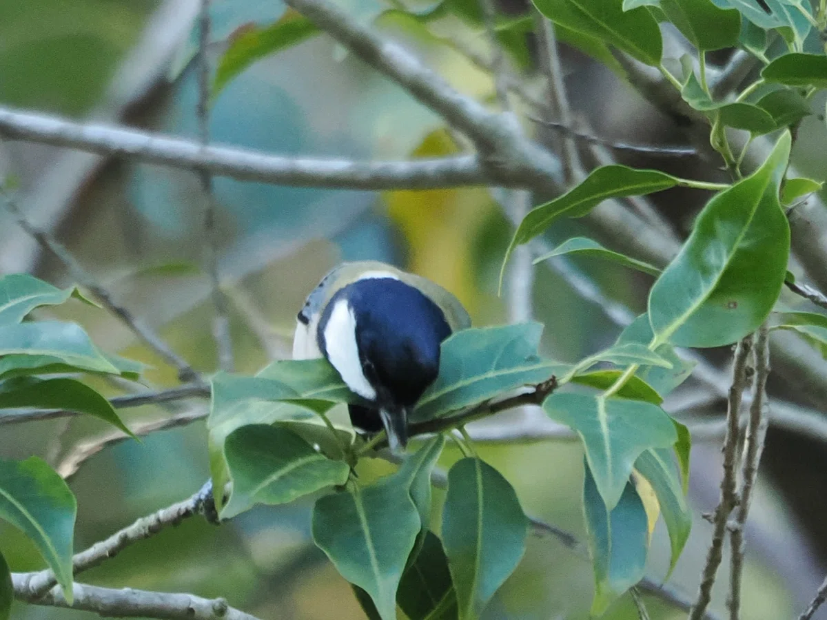 Early Morning Encounter｜ふう｜季節と鳥のノート 6709