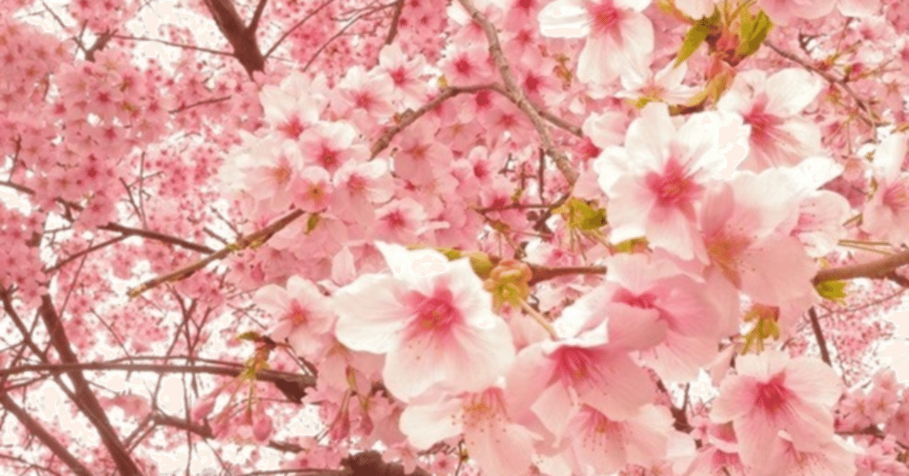 まゆみん先生｜note