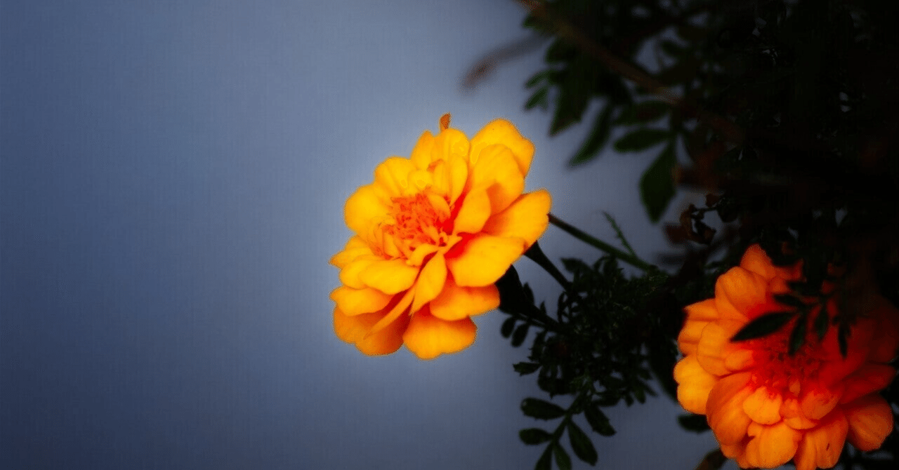 私は私の星を愛する。｜AYAKA TODOROKI｜note